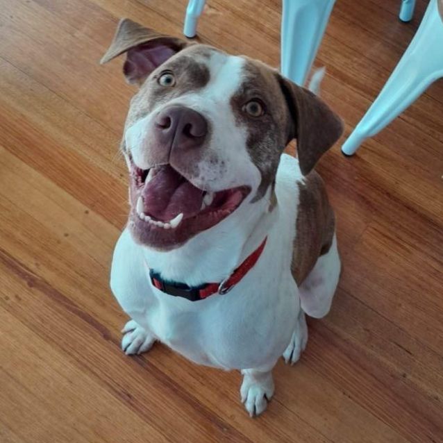 Spear - Medium Male Mastiff Mix Dog in VIC - PetRescue