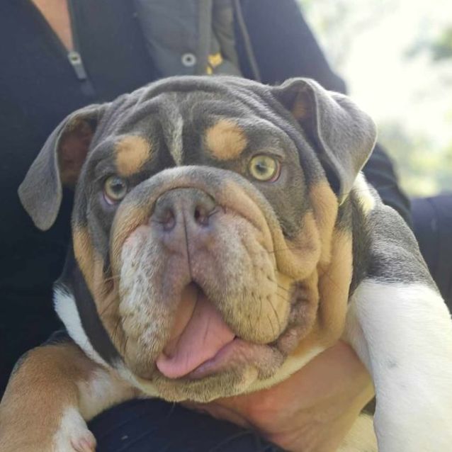 Mash! - Medium Male British Bulldog Mix Dog in VIC - PetRescue