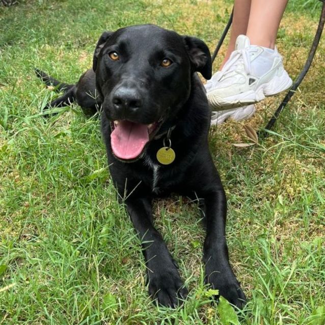 Smoosh - Medium Female Labrador Mix Dog in VIC - PetRescue