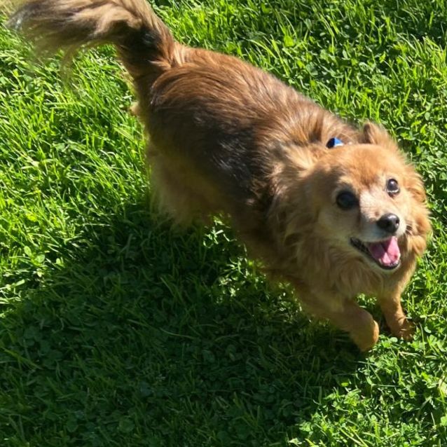 Kunga - Small Female Mixed Dog in VIC - PetRescue