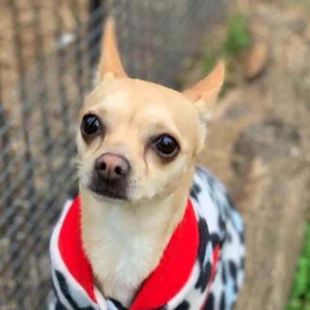 Flo - Small Female Chihuahua Dog in NSW - PetRescue