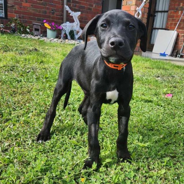 Gin - Medium Male Kelpie x Huntaway Mix Dog in VIC - PetRescue