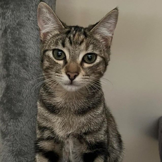 Lily**2nd Chance Cat Rescue** - Female Domestic Short Hair (DSH) Cat in ...