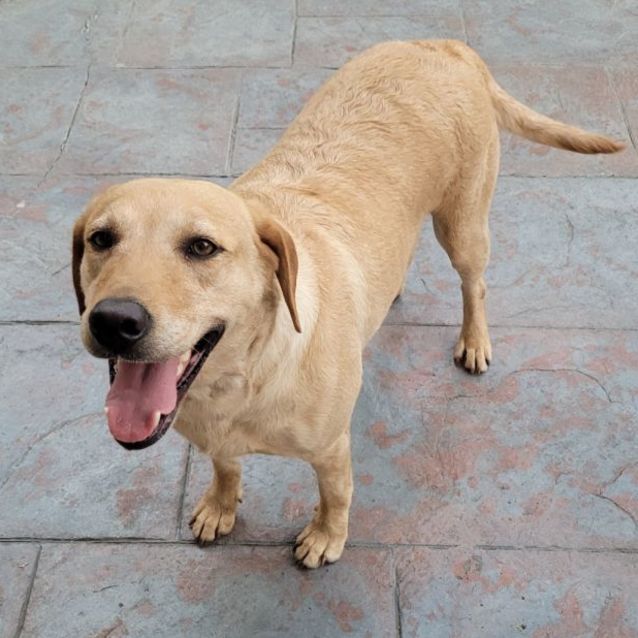 Shamari - Large Female Labrador Dog in VIC - PetRescue