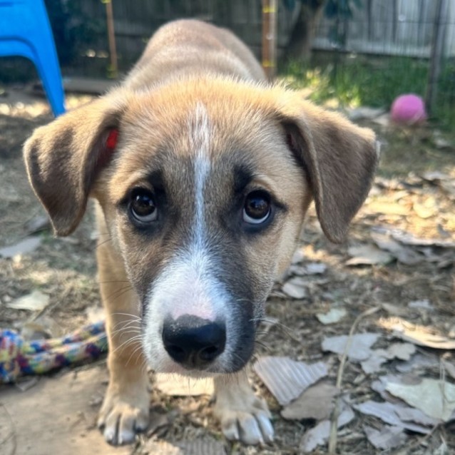 Marriot - Medium Female Australian Kelpie x Staghound Mix Dog in VIC ...