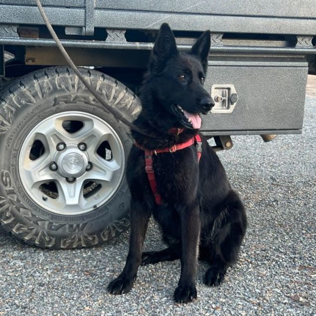 Ruby - Large Female German Shepherd Dog in NSW - PetRescue