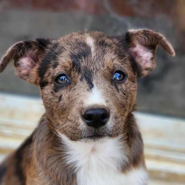 Raphael - Medium Male Koolie x Border Collie Mix Dog in VIC - PetRescue