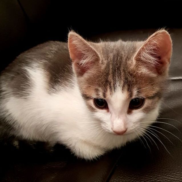 Edwina - Female Domestic Short Hair Cat in VIC - PetRescue