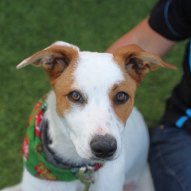 Wendy - Medium Female Border Collie x Australian Cattle Dog Mix Dog in ...