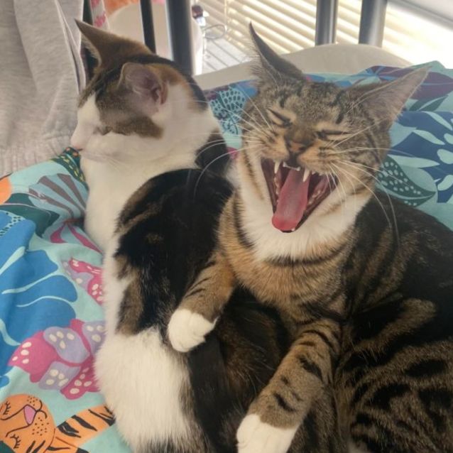 Dwight K. Schrute - Meet me @ Petbarn Camberwell - Male Domestic Short ...