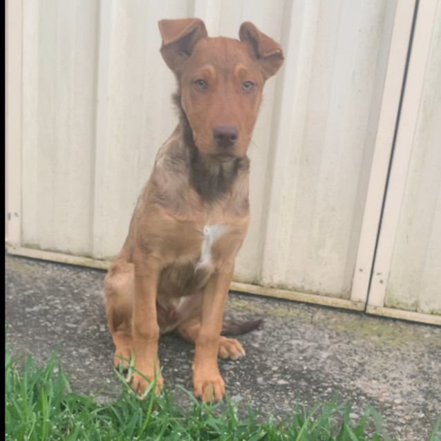 Saxon - Large Male Australian Kelpie x Labrador Retriever Mix Dog in ...