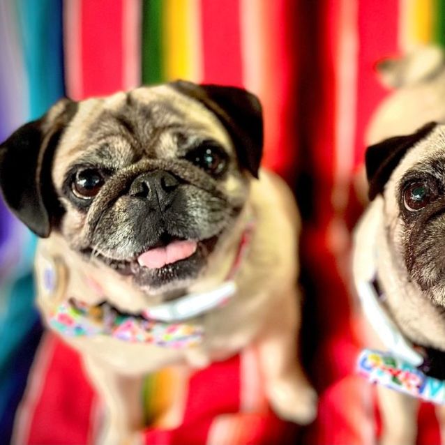 Patsy and Edina - Small Female Pug Dog in QLD - PetRescue