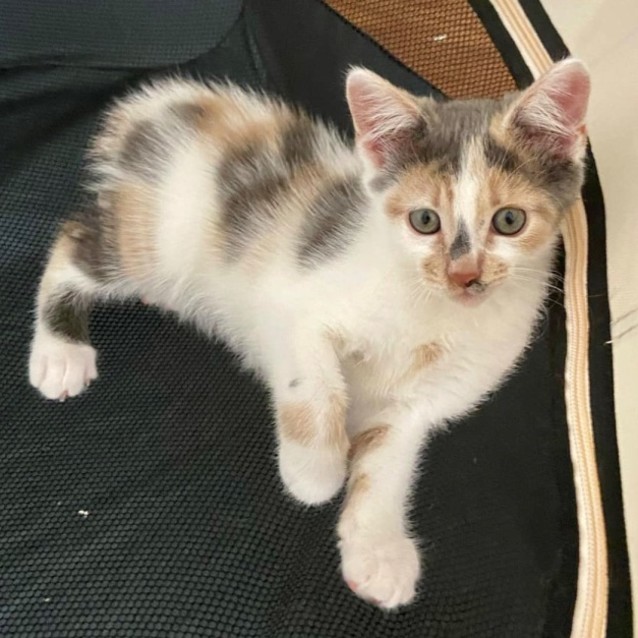 Mysha - Female Domestic Short Hair (DSH) Cat in VIC - PetRescue