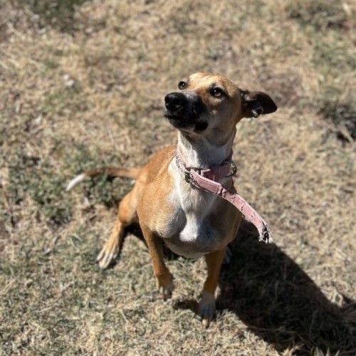 Ballarat Animal Shelter - PetRescue