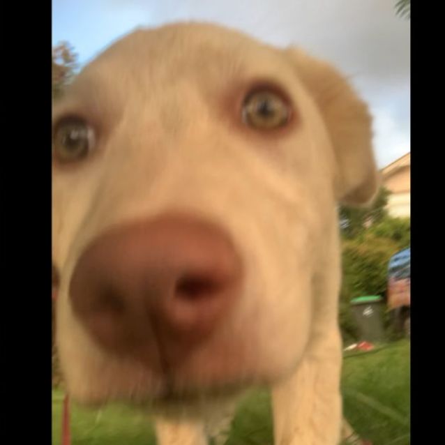 Lily - Large Female Labrador x Maremma Sheepdog Mix Dog in NSW - PetRescue