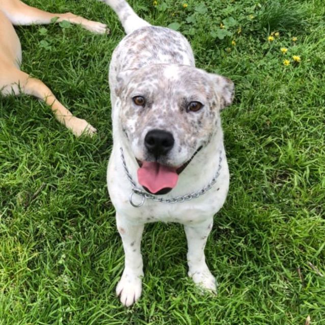 Chop - Small Male Staffy Dog in VIC - PetRescue