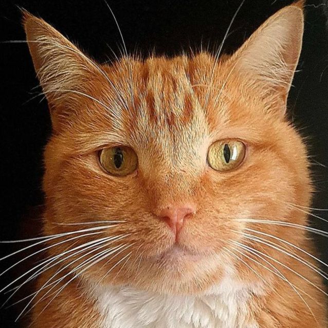 Bebs - Located in Brunswick East - Female Domestic Short Hair Cat in ...