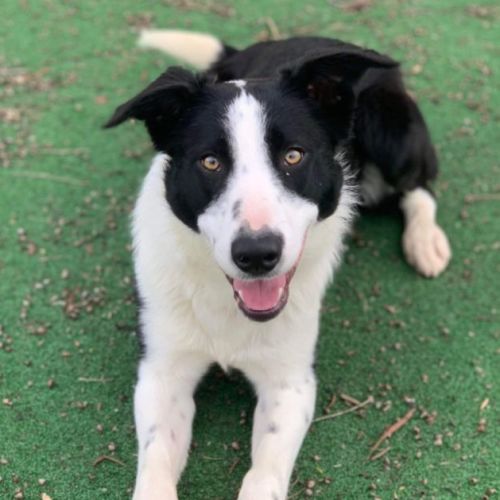 Ballarat Animal Shelter - PetRescue