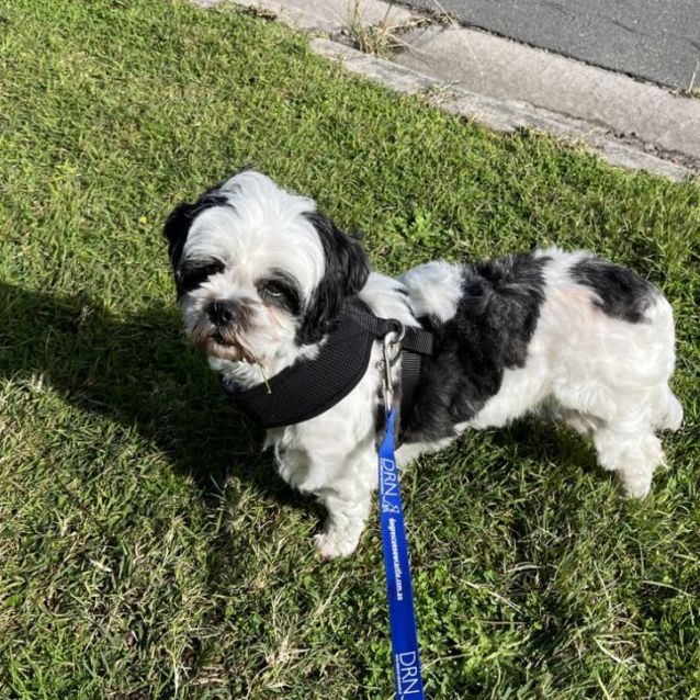 Daisy 🌼Shih Tzu x Maltese (On Trial 12/7/24) - Small Female Shih Tzu x ...
