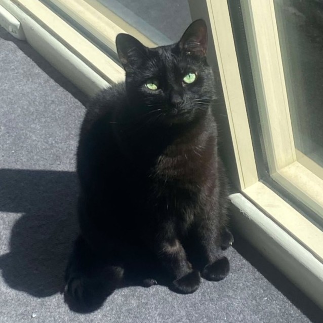 Tilda - Female Domestic Short Hair (DSH) Cat in VIC - PetRescue