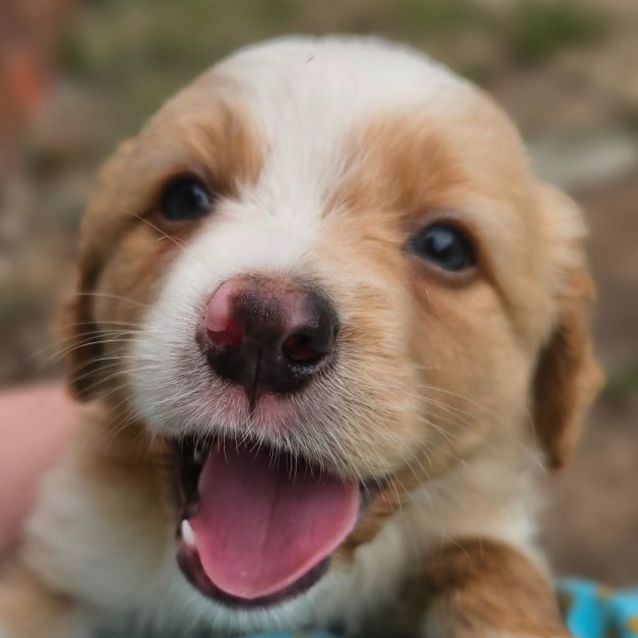 Caramel - Medium Female Border Collie Dog in QLD - PetRescue