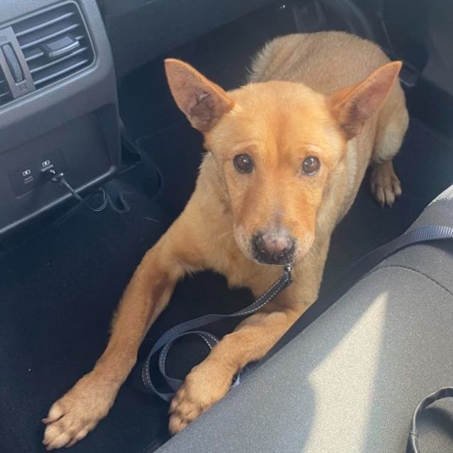 Kio - Medium Female Cattle Dog Mix Dog in VIC - PetRescue