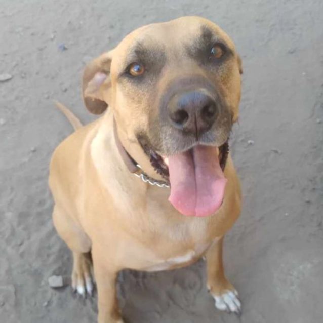 Marley - Large Male Bull Arab Mix Dog in QLD - PetRescue