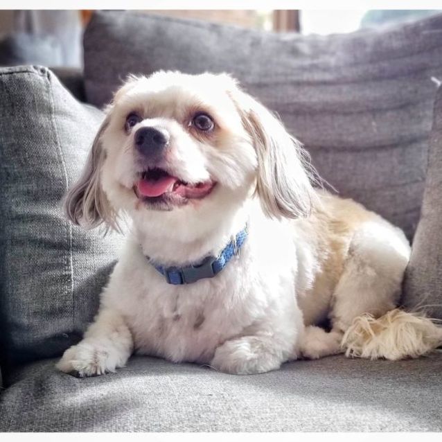 Bronson - Small Male Lhasa Apso x Maltese Mix Dog in VIC - PetRescue