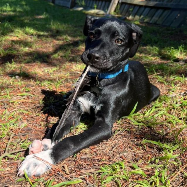 Pigeon - Medium Male German Shorthaired Pointer x Boxer Dog in VIC ...