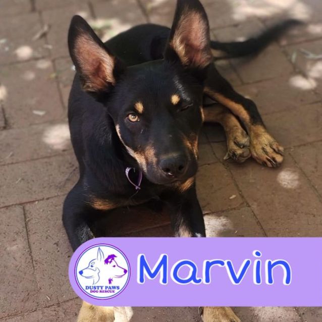 Marvin - Medium Male Kelpie Mix Dog in SA - PetRescue