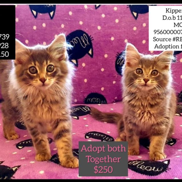 Penelope and Kipper - Female Domestic Short Hair Cat in VIC - PetRescue