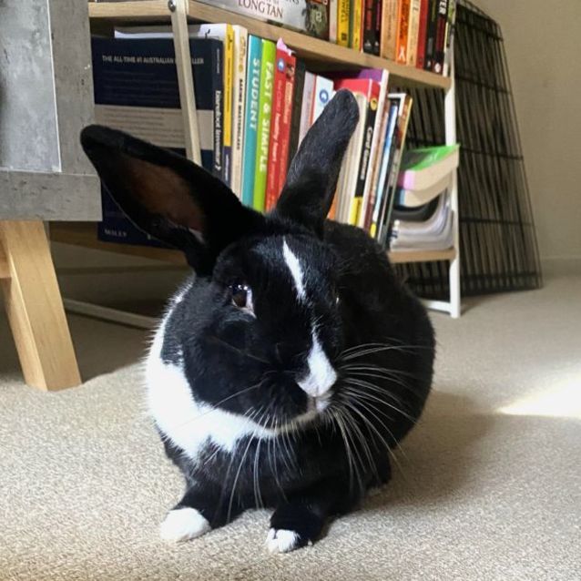 Stripe - Male Dutch Rabbit in ACT - PetRescue