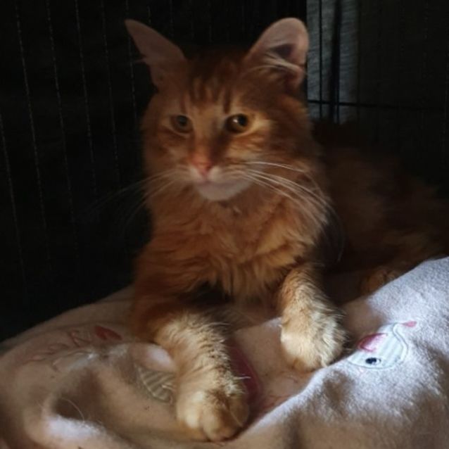 Garfy - Male Domestic Medium Hair Cat in VIC - PetRescue