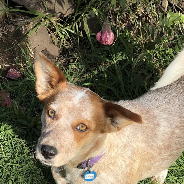 Cinder - Medium Female Australian Cattle Dog x Corgi, Pembroke Mix Dog ...