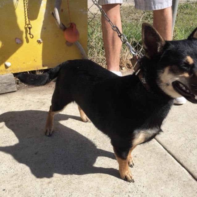 Pebbles (on adoption trial) - Small Female Fox Terrier x Welsh Corgi ...
