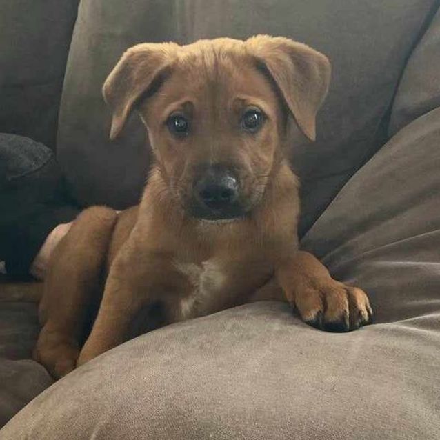 Dusty - Large Male Mastiff x Staffy x Dingo Dog in VIC - PetRescue