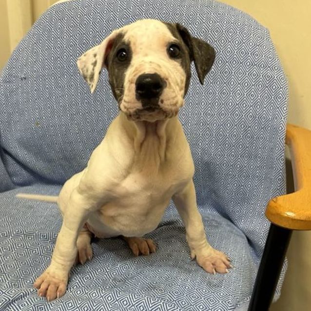 Kit Kat - Medium Female Mixed Breed Dog in QLD - PetRescue
