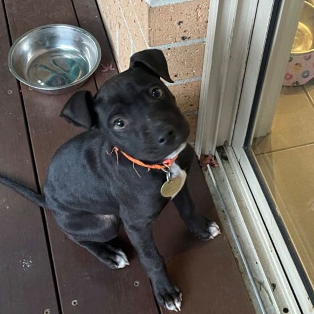 Dinkles - Medium Male Staffy x Shar-Pei Mix Dog in VIC - PetRescue
