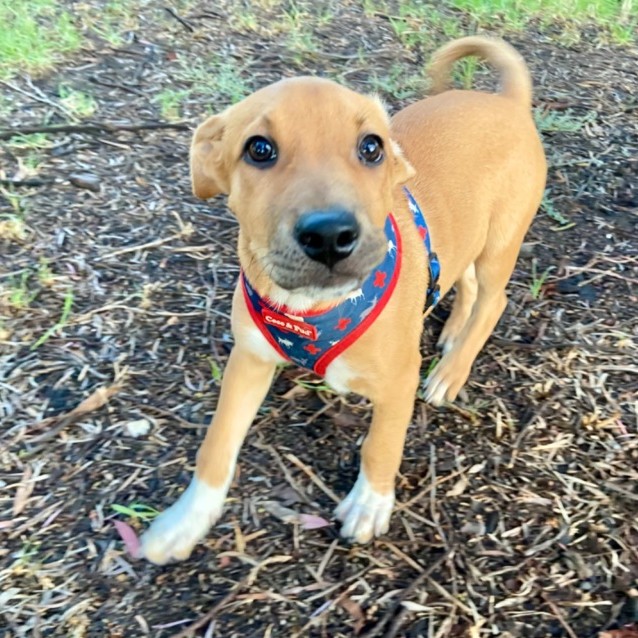 Howl - Medium Male Mixed Breed Dog in VIC - PetRescue