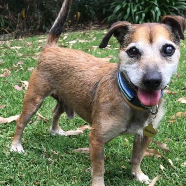Button - Small Male Terrier Mix Dog in NSW - PetRescue