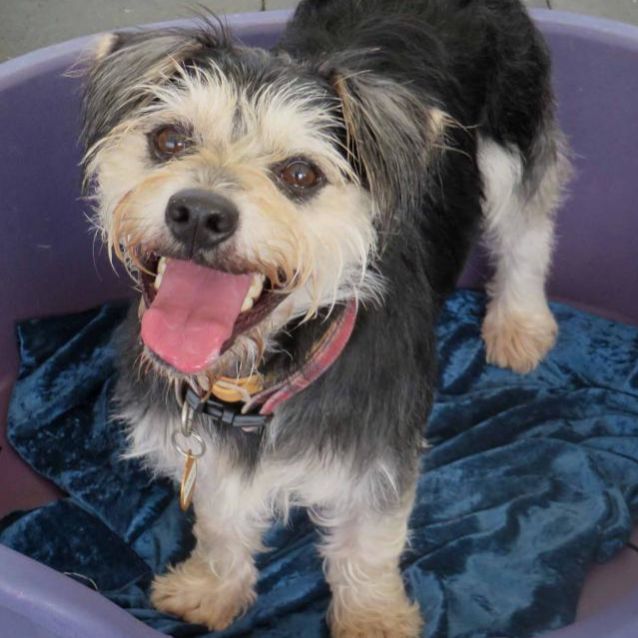 Fudge - Medium Male Schnauzer, Standard Mix Dog in NSW - PetRescue