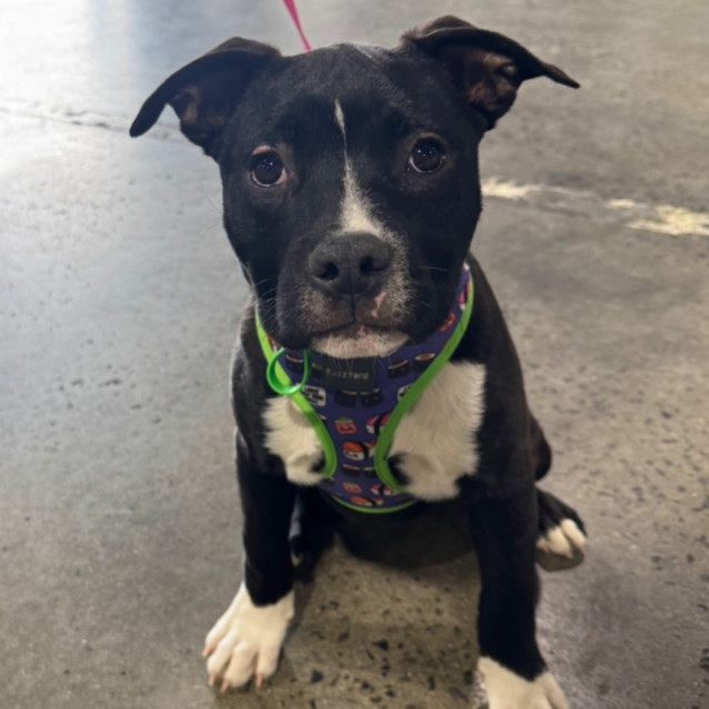Marley - Medium Female Staffy Mix Dog in VIC - PetRescue