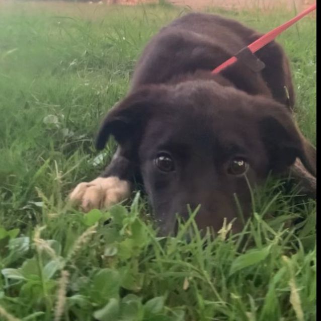 Rosie - Large Female Labrador x Maremma Sheepdog Mix Dog in ACT - PetRescue