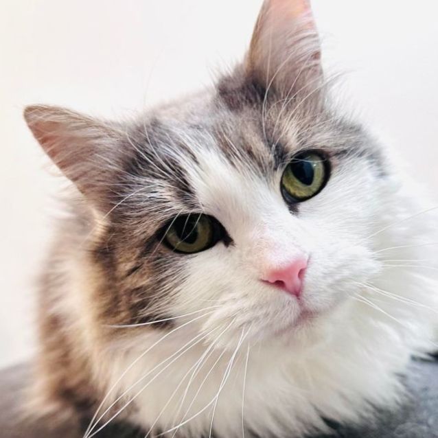 Pearl - Located in Preston - Female Ragdoll Cat in VIC - PetRescue