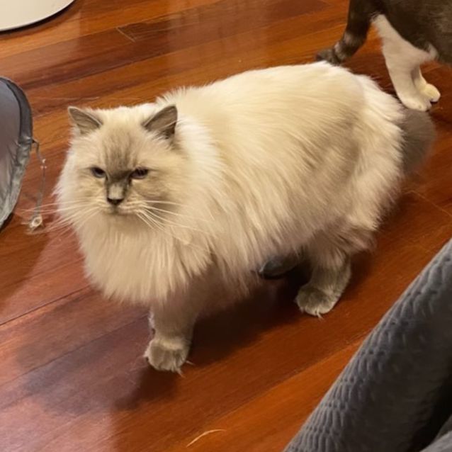 Snowflake - Female Ragdoll Cat in NSW - PetRescue