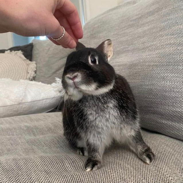 Lexington - Male Netherland Dwarf Rabbit in NSW - PetRescue