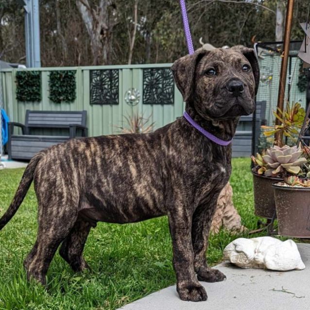 Kovu - Large Male Staffy Mix Dog in NSW - PetRescue