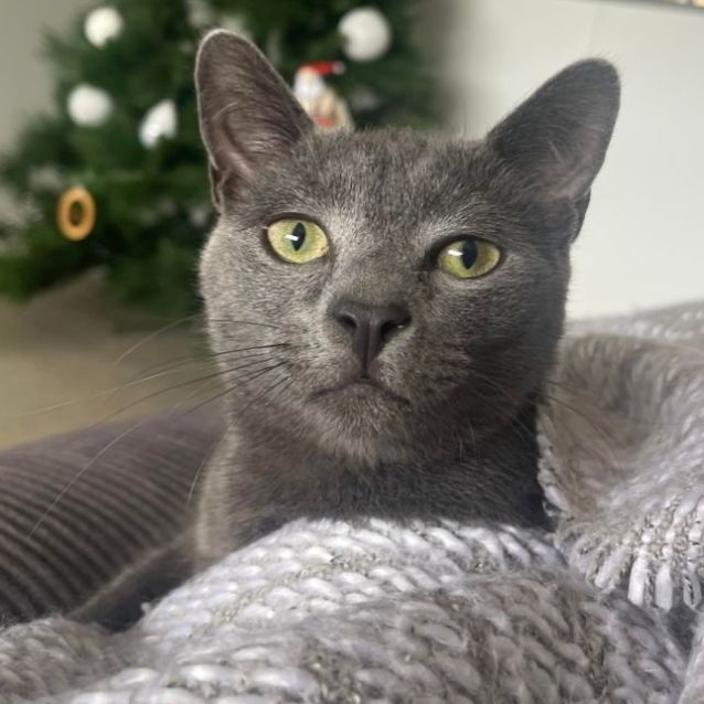 Toby - Male Domestic Short Hair Cat in QLD - PetRescue