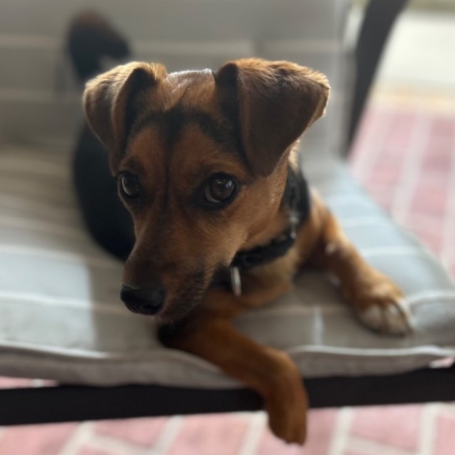 Shadow - Small Female Fox Terrier (Miniature) Dog in VIC - PetRescue