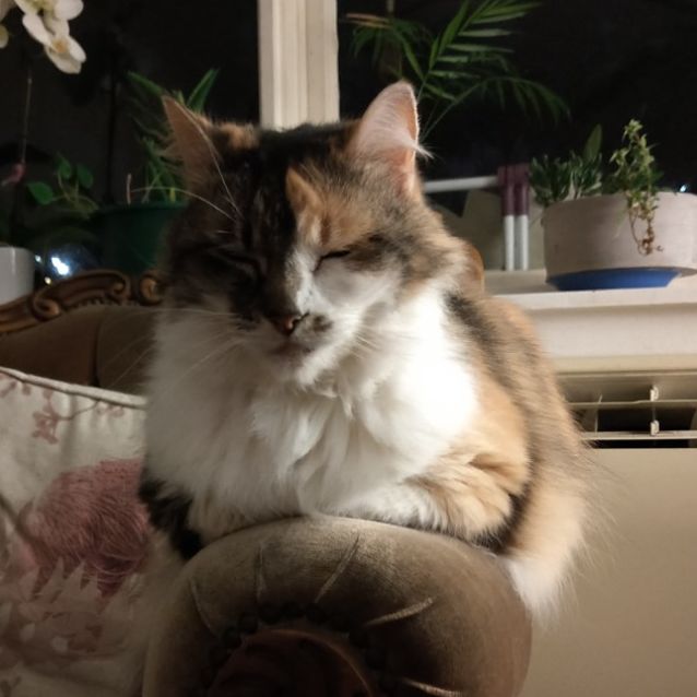 Nyssa - Female Domestic Medium Hair Cat in VIC - PetRescue